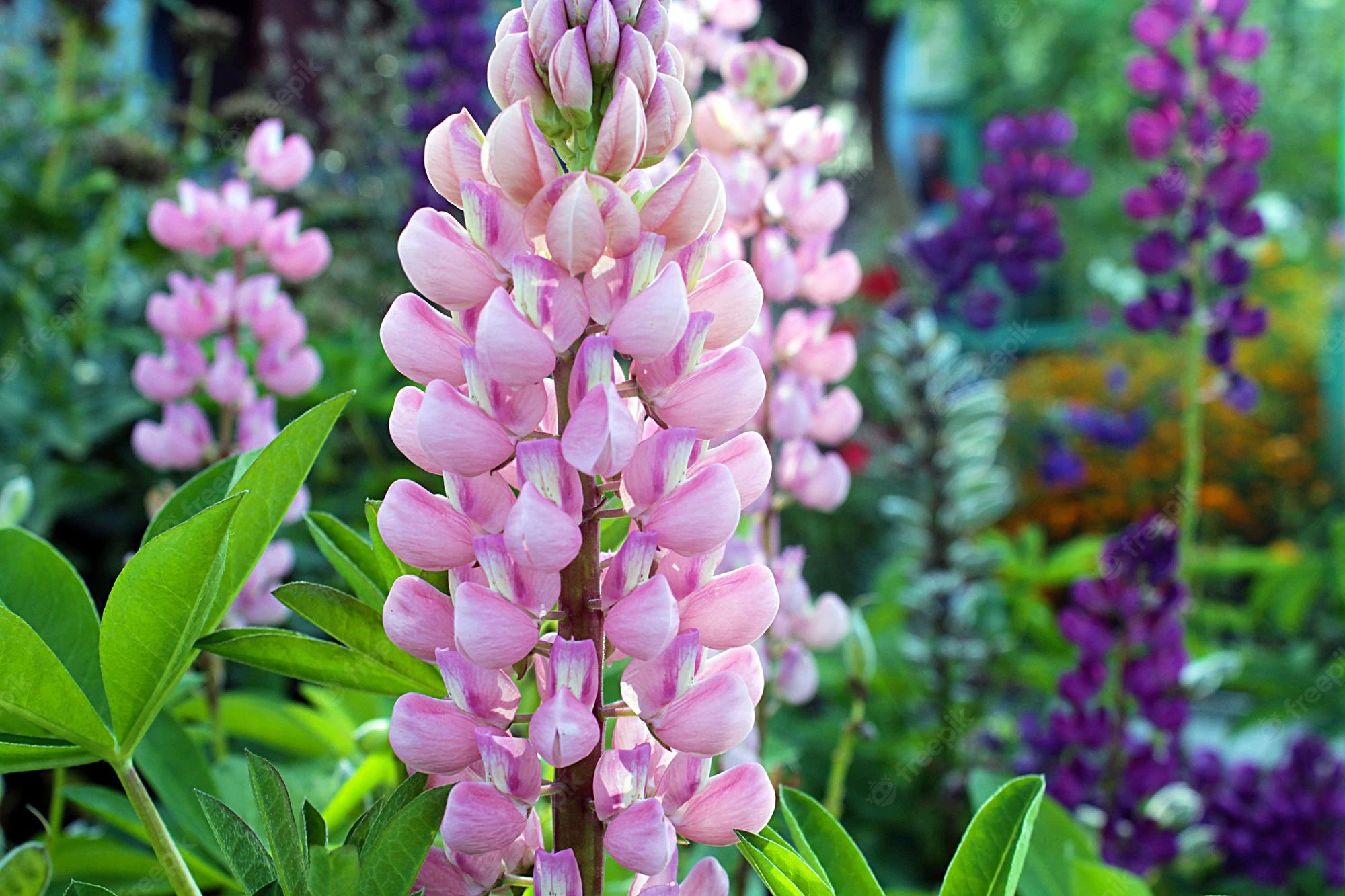 Aprende de flora y fauna nativa junto a San Patricio Smart Living